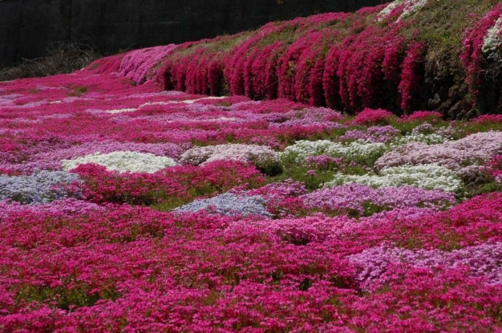 Vibrant Bloom: A Nature's Floral Paradise