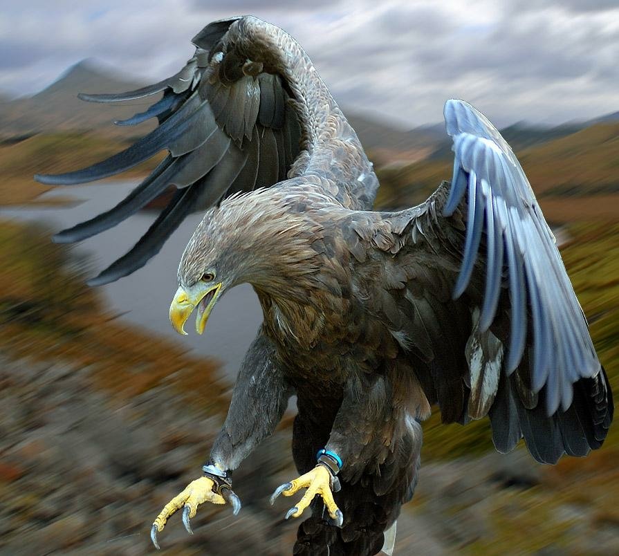 Up for the Kill: Majestic Bird of Prey