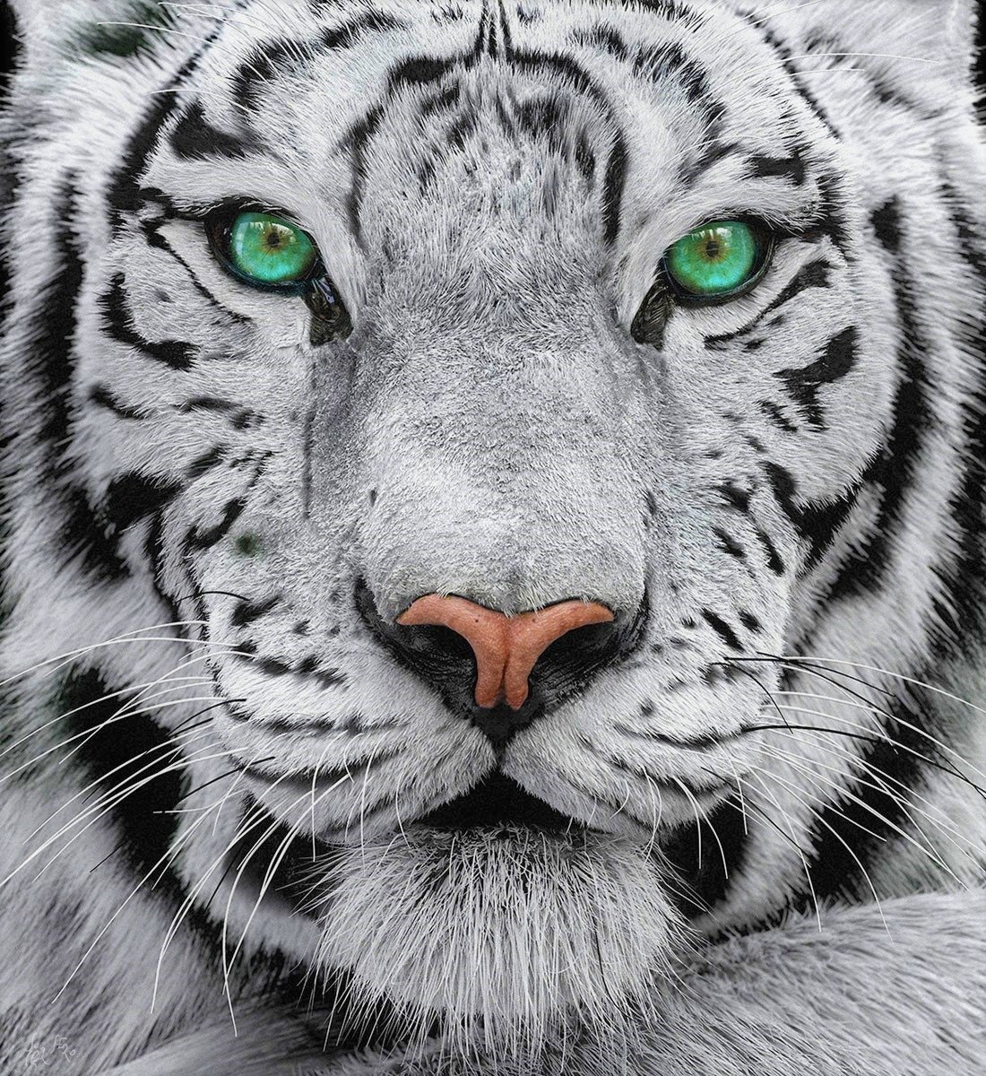 Download Green Eyes Tiger Animal White Tiger Art
