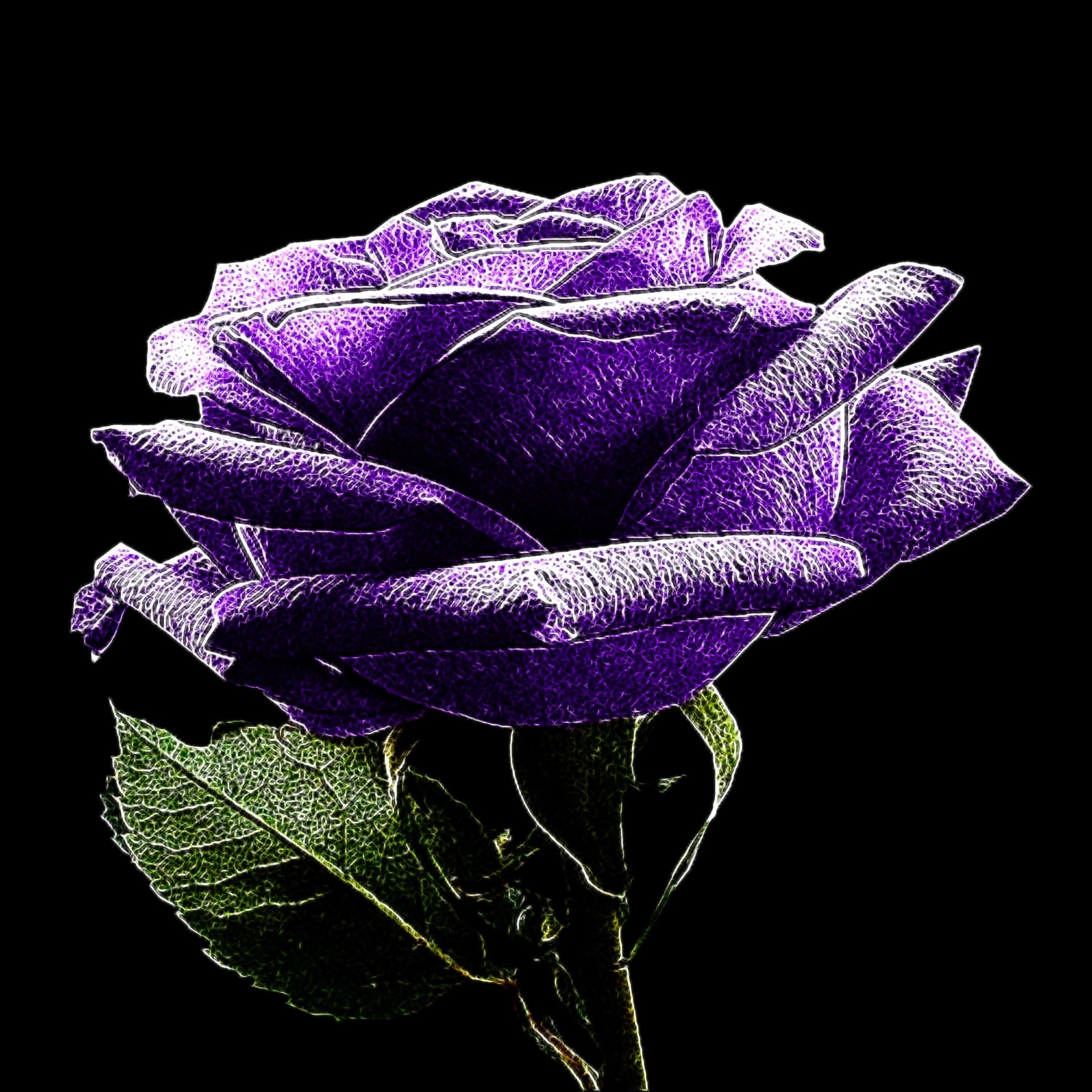 Fractal rose by Susanlu4esm