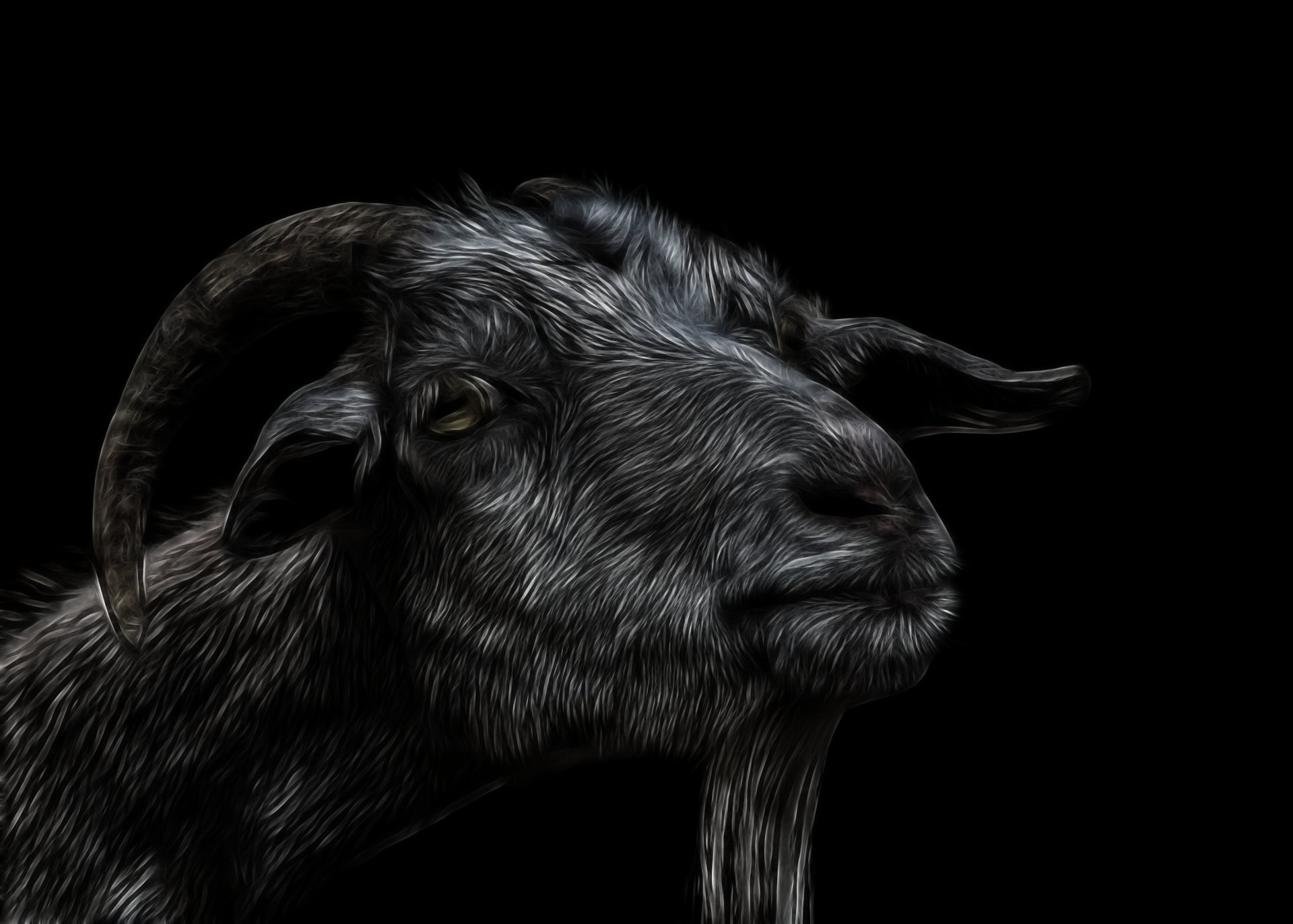 Artistic goat by Susanlu4esm