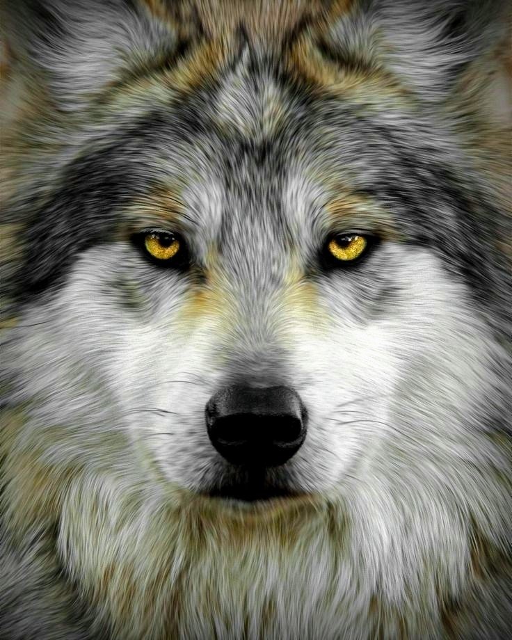 Face of a Wolf