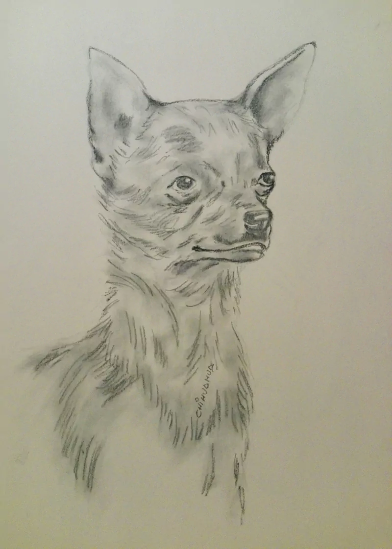 Chihuahua - Desktop Wallpapers, Phone Wallpaper, PFP, Gifs, and More!