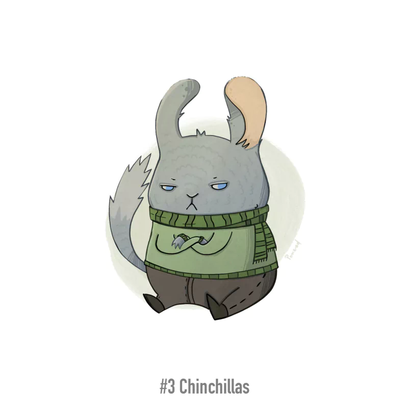 Chinchilla - Desktop Wallpapers, Phone Wallpaper, PFP, Gifs, and More!