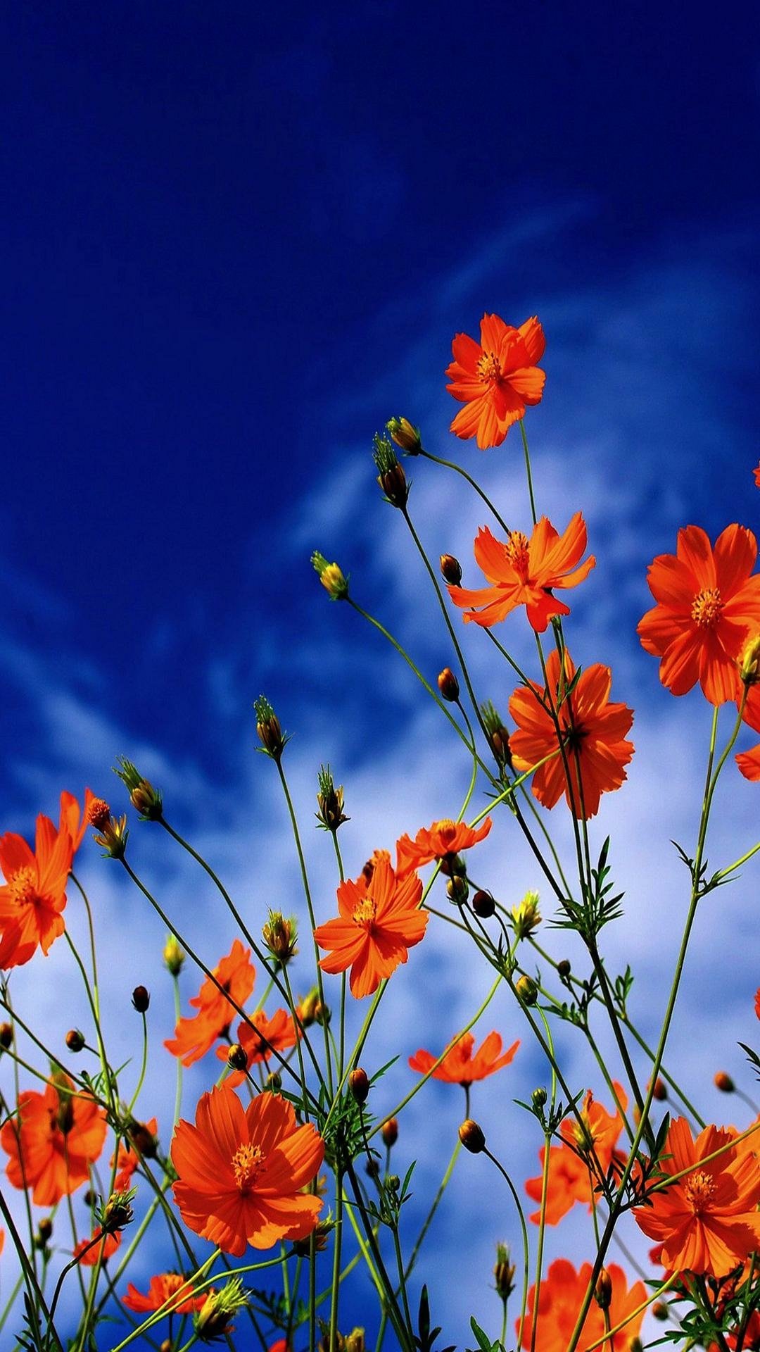 Download Nature Flower Art