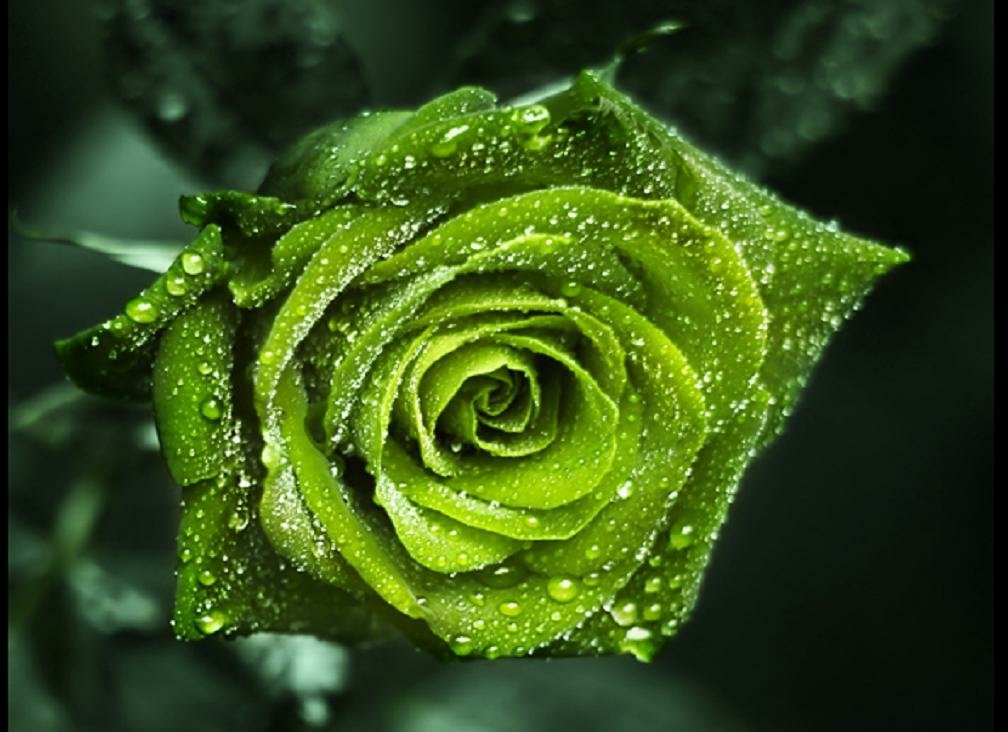 green rose Art - ID: 23490