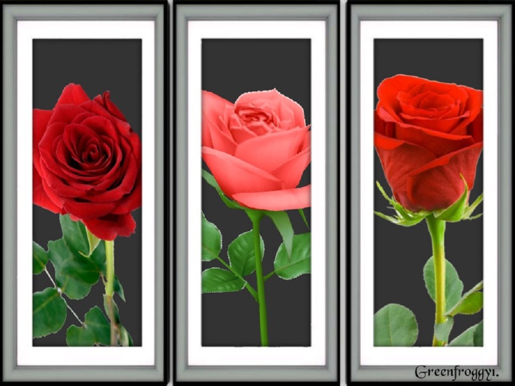 FRAMED ROSES