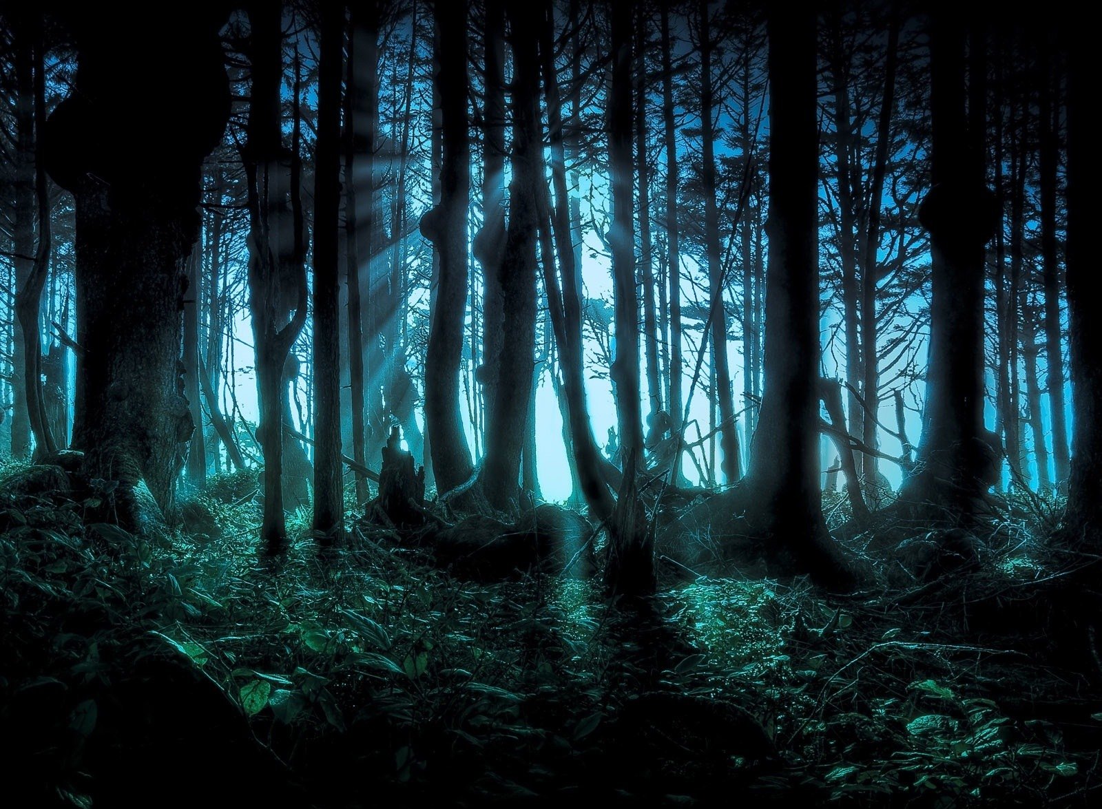 Mysterious Forest - Desktop Wallpapers, Phone Wallpaper, PFP, Gifs, and ...