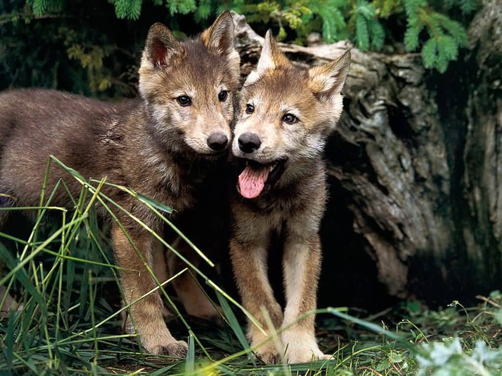Playful Wolf Pups in Nature