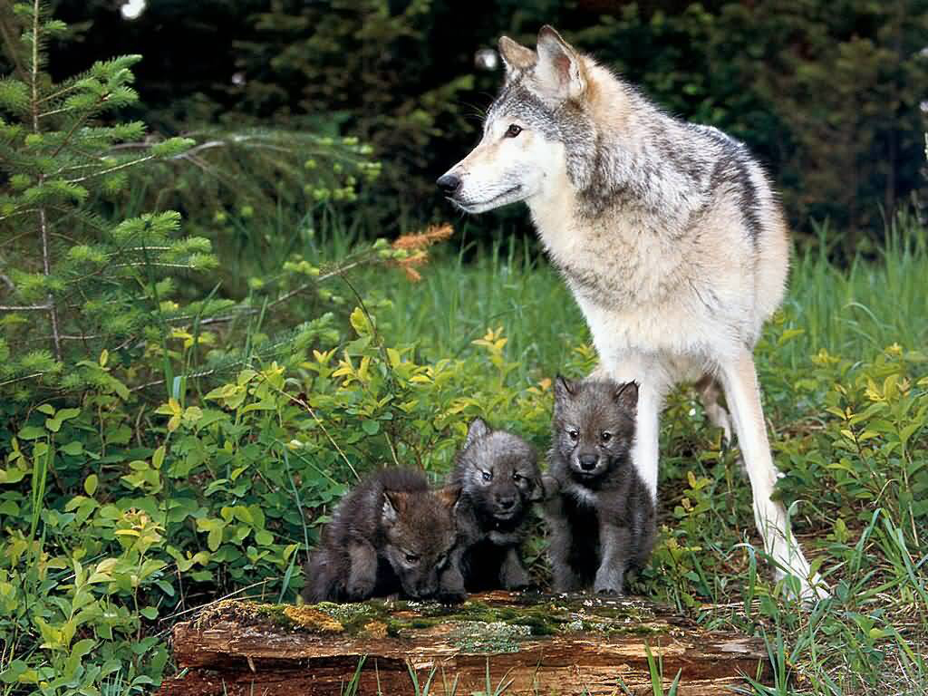 Wild Wolf Family: Mother and Playful Cubs in Nature