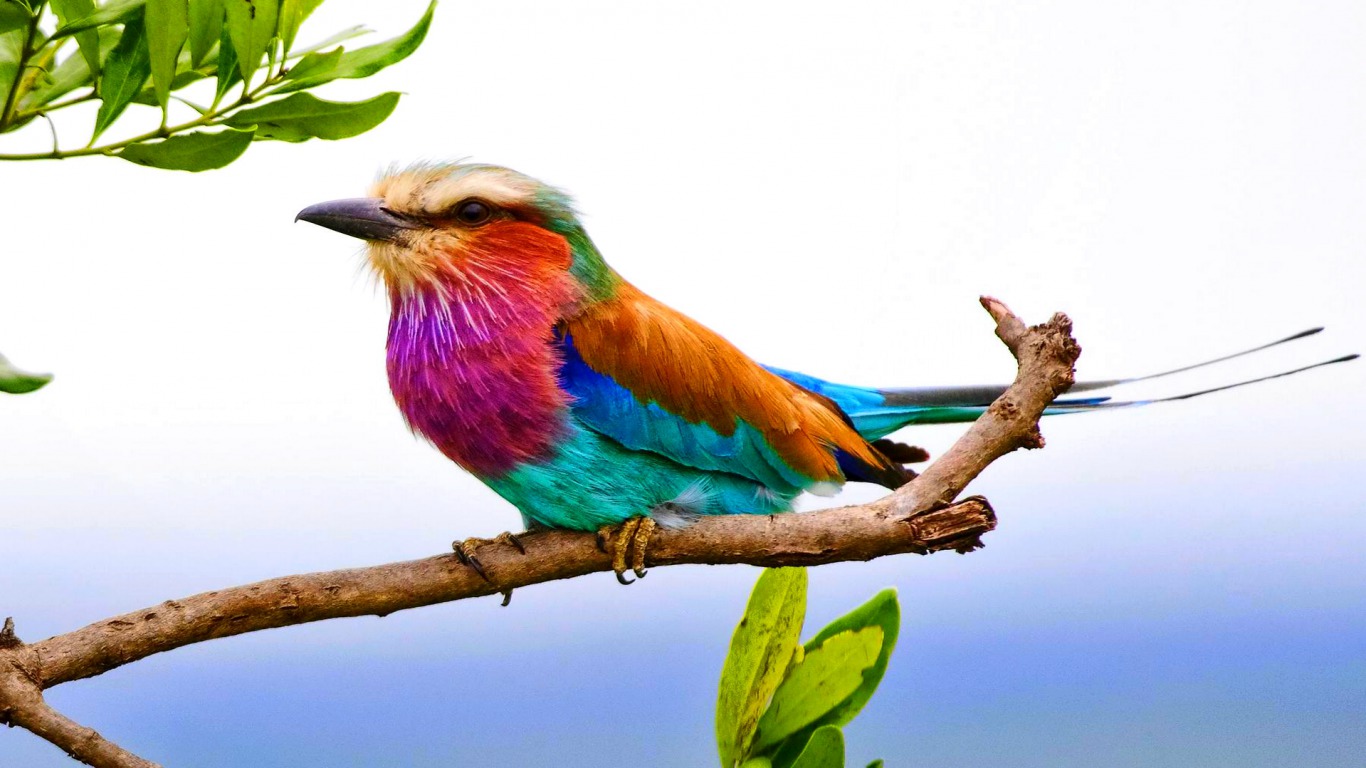 Vibrant Bird Perched on Branch in a Burst of Bright Colors