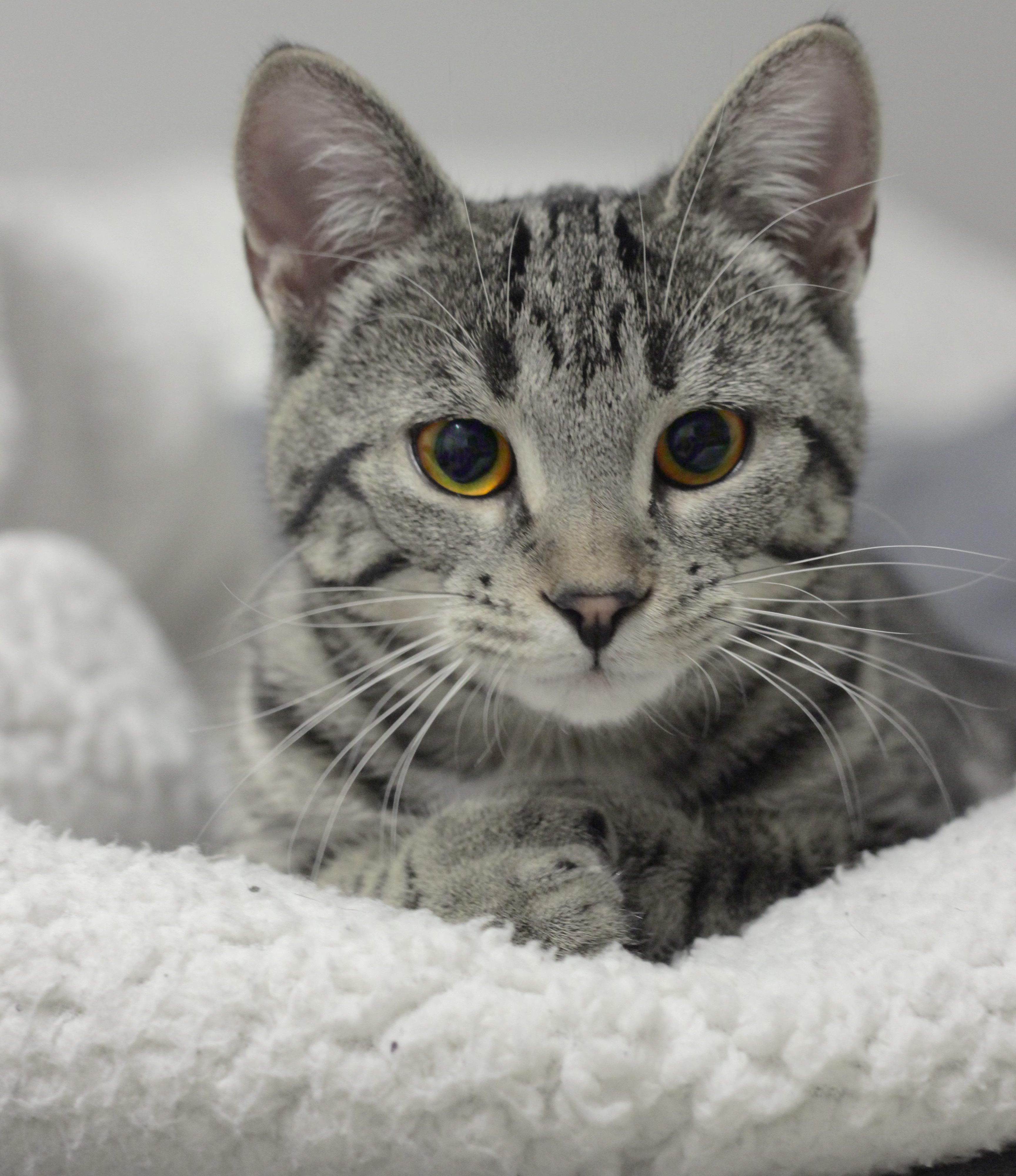 a perfect gray tiger