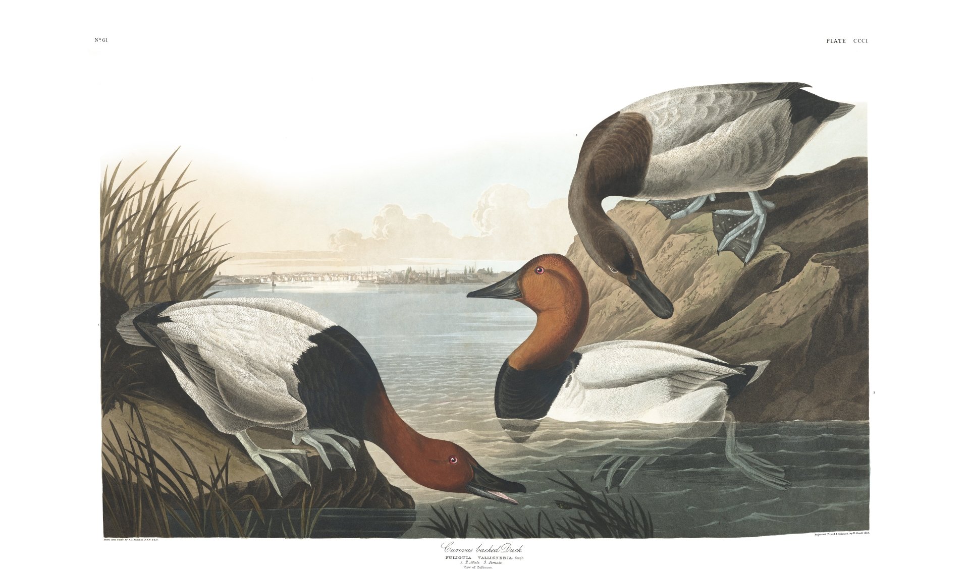 Canvasback Art - ID: 88232