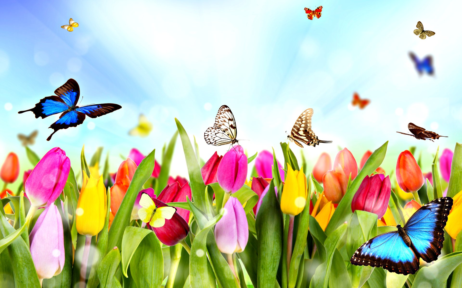 Vibrant Butterflies Among Blooming Tulips
