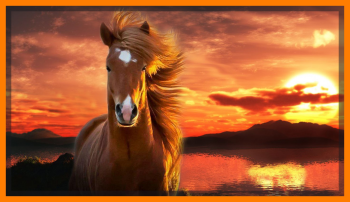 horse - A Gallery By: Pongirl At Alpha Coders