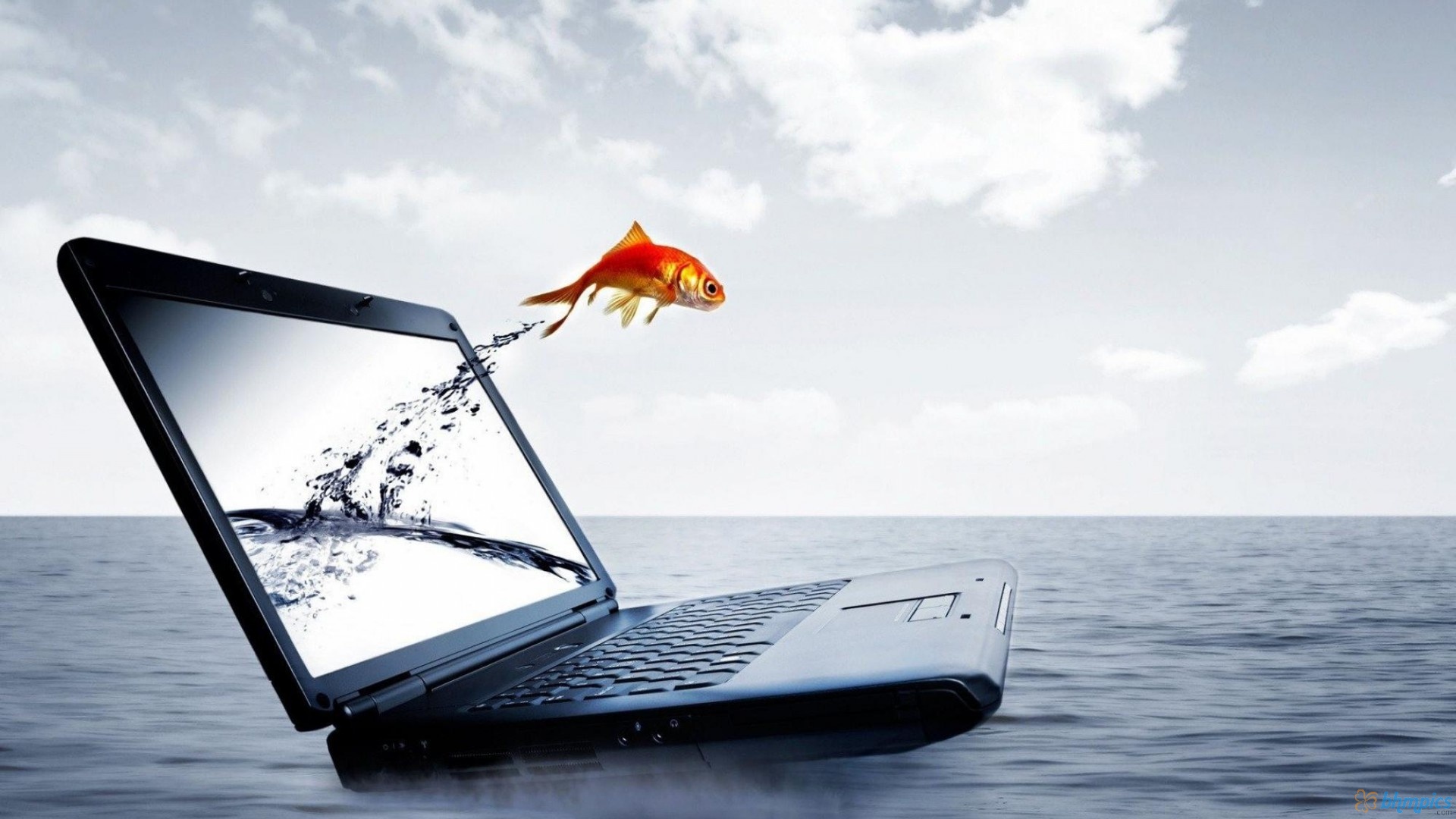 Download Fish Laptop Animal Goldfish Art