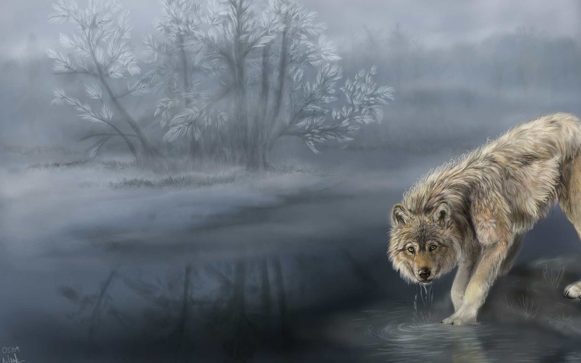 wolf drinking water Art - ID: 89149