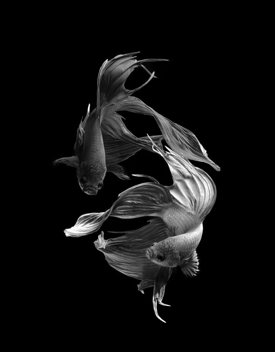 Download Black & White Siamese Fighting Fish Animal Betta Art