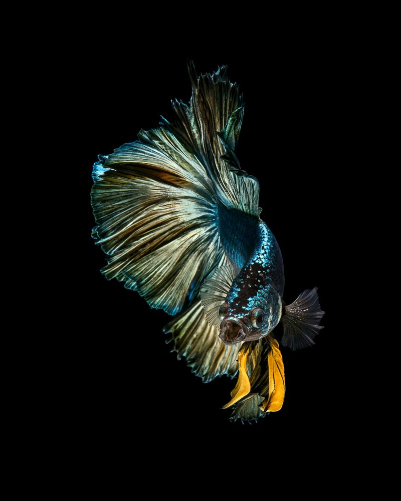 Download Siamese Fighting Fish Animal Betta Art