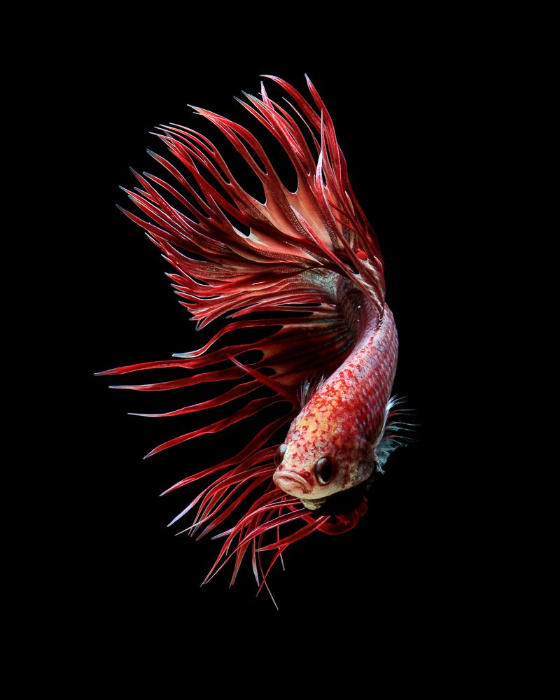 Download Siamese Fighting Fish Animal Betta Art