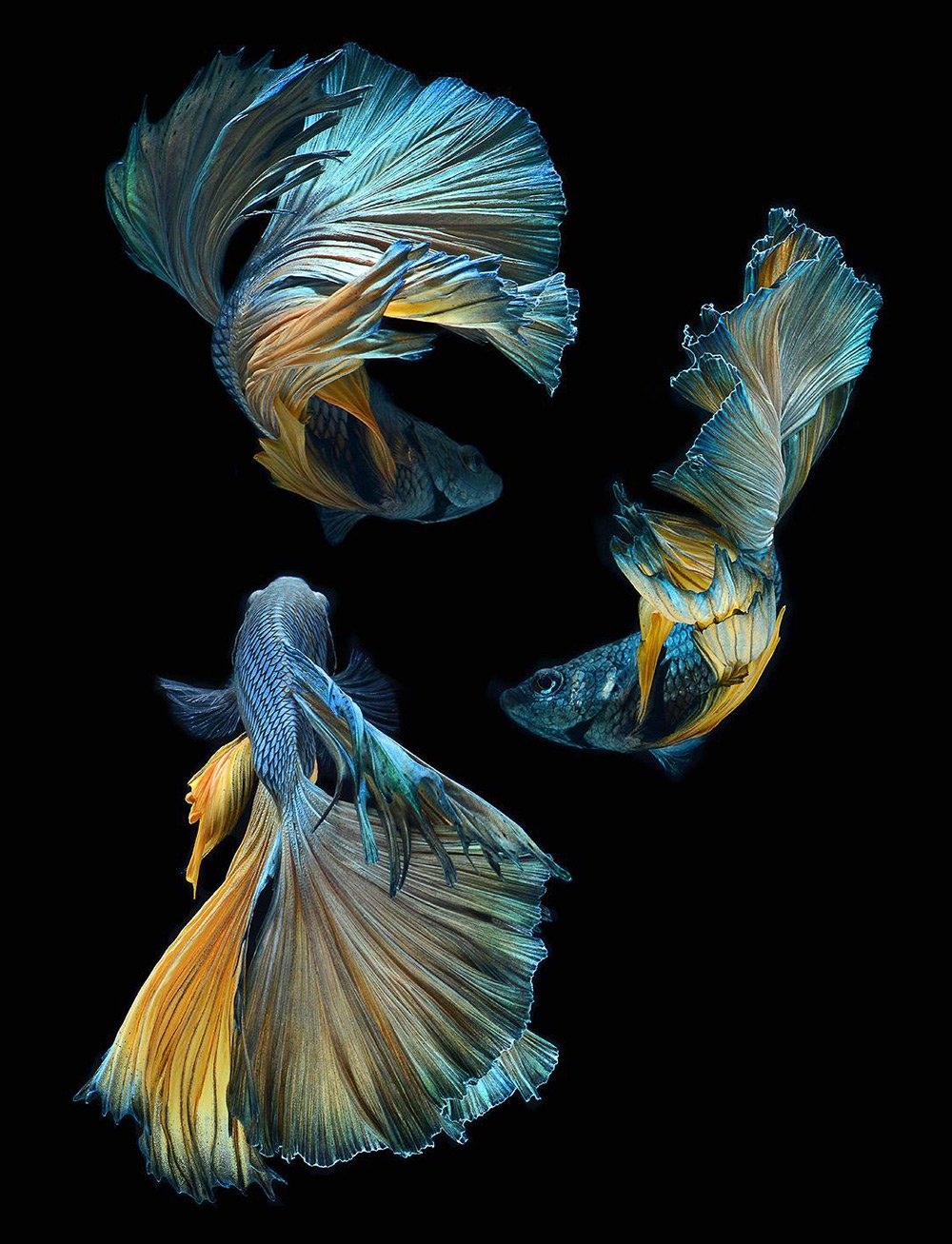 Download Siamese Fighting Fish Animal Betta Art